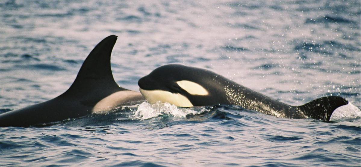 Orden Cetacea (cetáceos): características principales - Biología