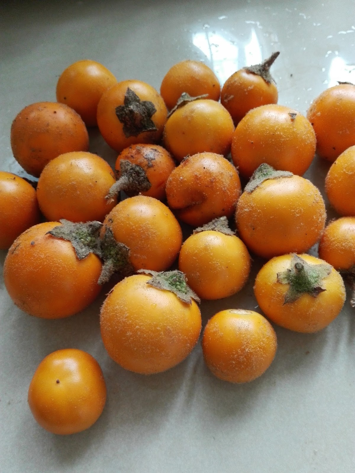 On The Green Side Of Life: Terung Asam