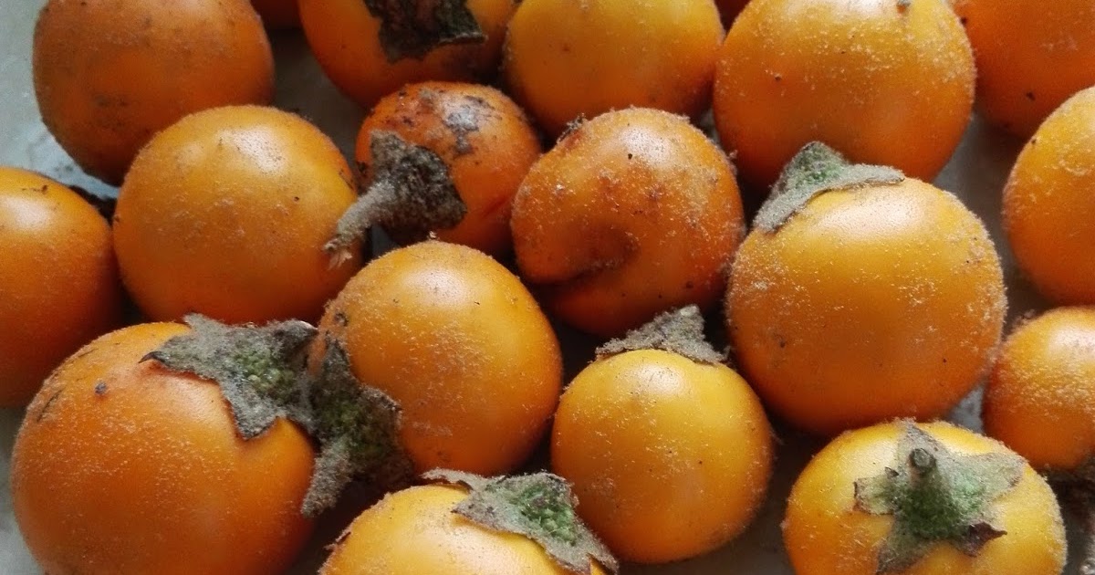 On The Green Side Of Life: Terung Asam