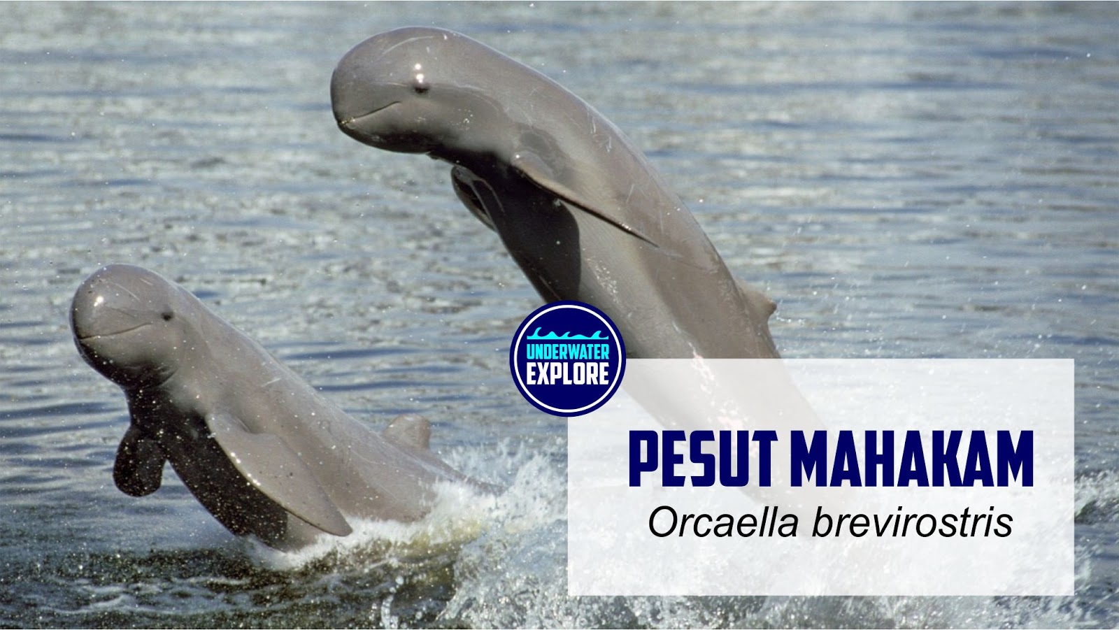 Underwater Explore: Pesut Mahakam