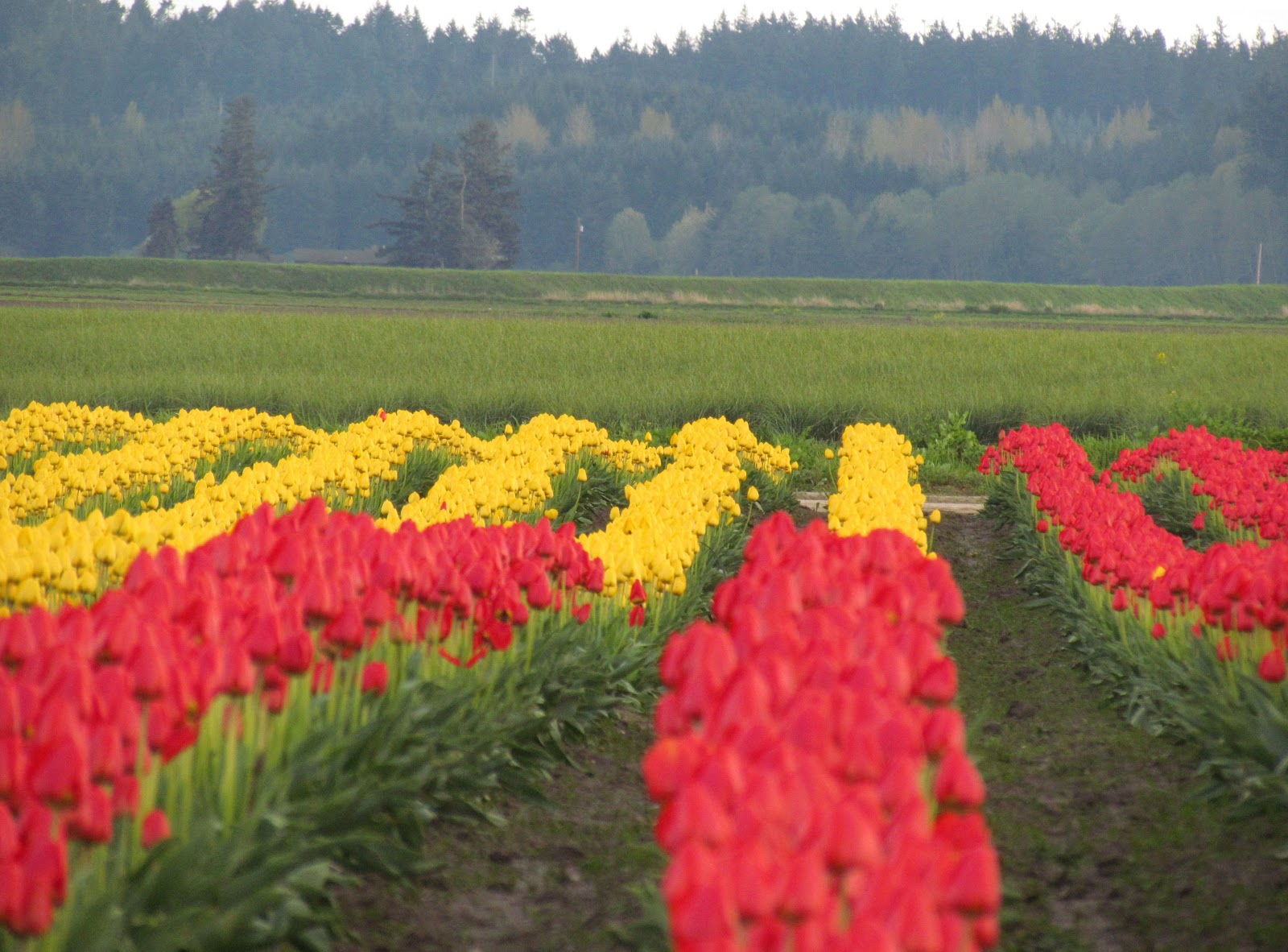 Scene Through My Eyes: Tulips