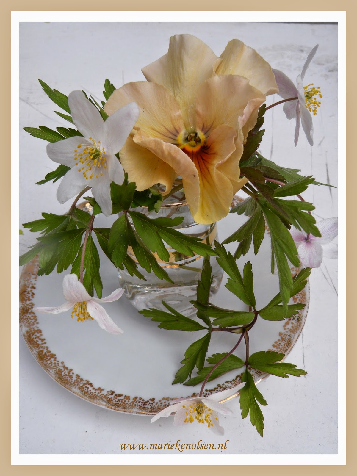 marieke nolsen: "Zalmkleurige Viooltjes"