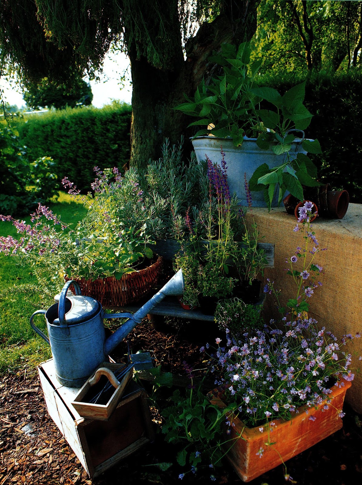 Pictures Of Backyard Patch Herb Gardens