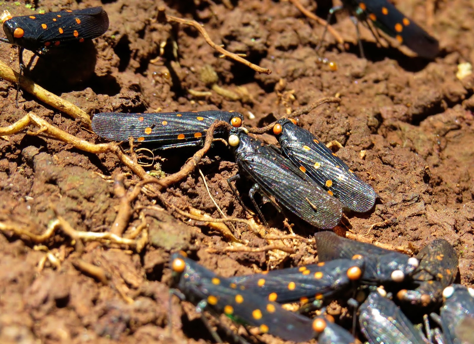 'Mud-puddling' planthoppers a first