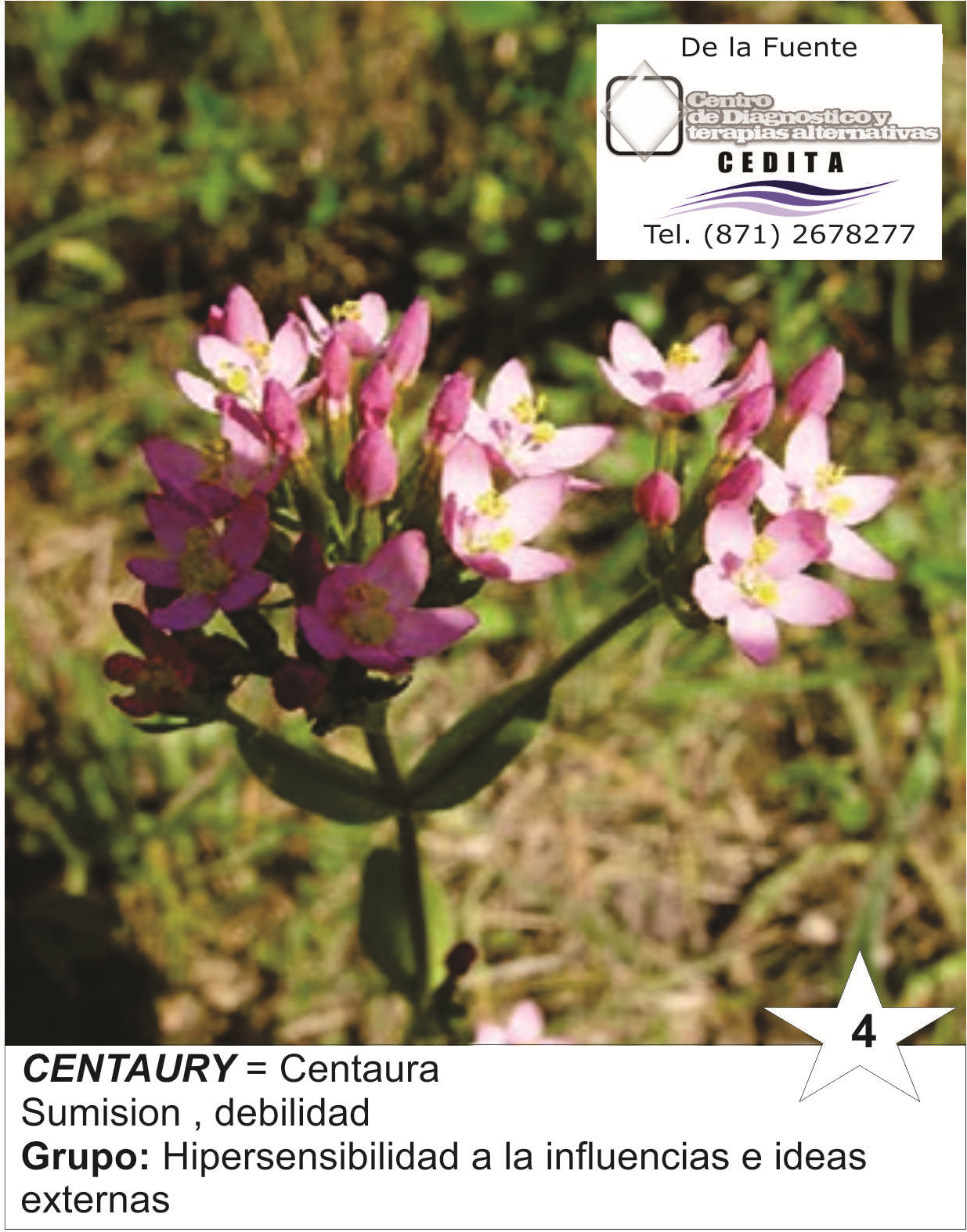 Flores de Bach México: 04 CENTAURY / CENTAURA Característica útiles de ...