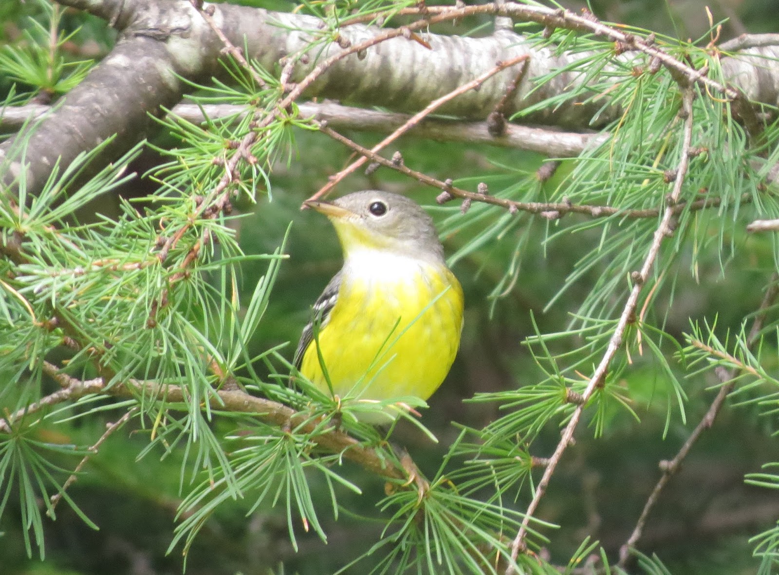 Vermont Birds and Words : Boreal Birds - NEK VT Moose Bog & Victory Basin