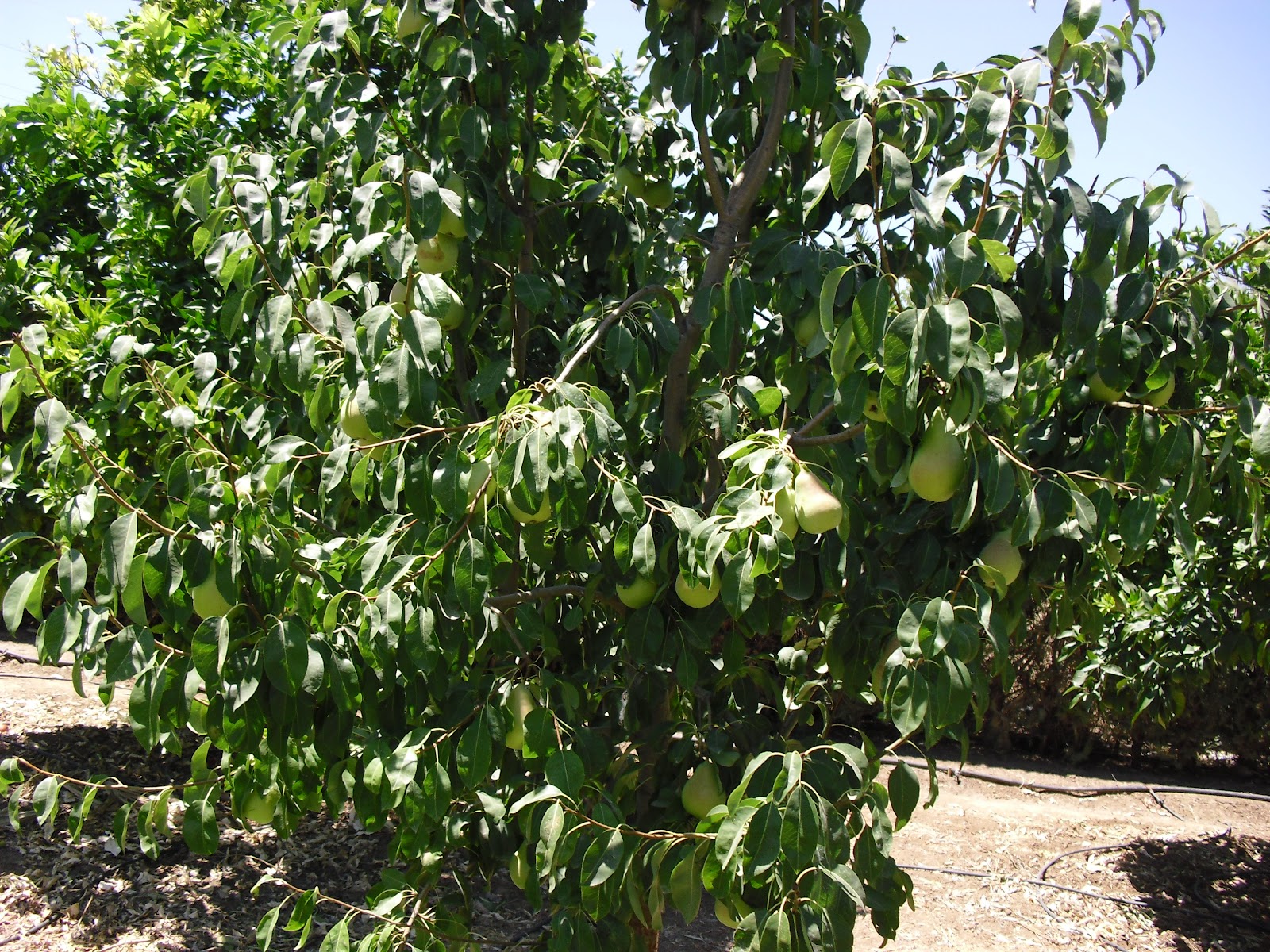El huerto del Lopez: PERAS ERCOLINA, UNA EXCELENTE FRUTA
