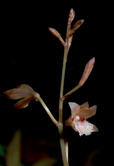 Species New to Science: [Botany • 2010] Lecanorchis javanica & L ...