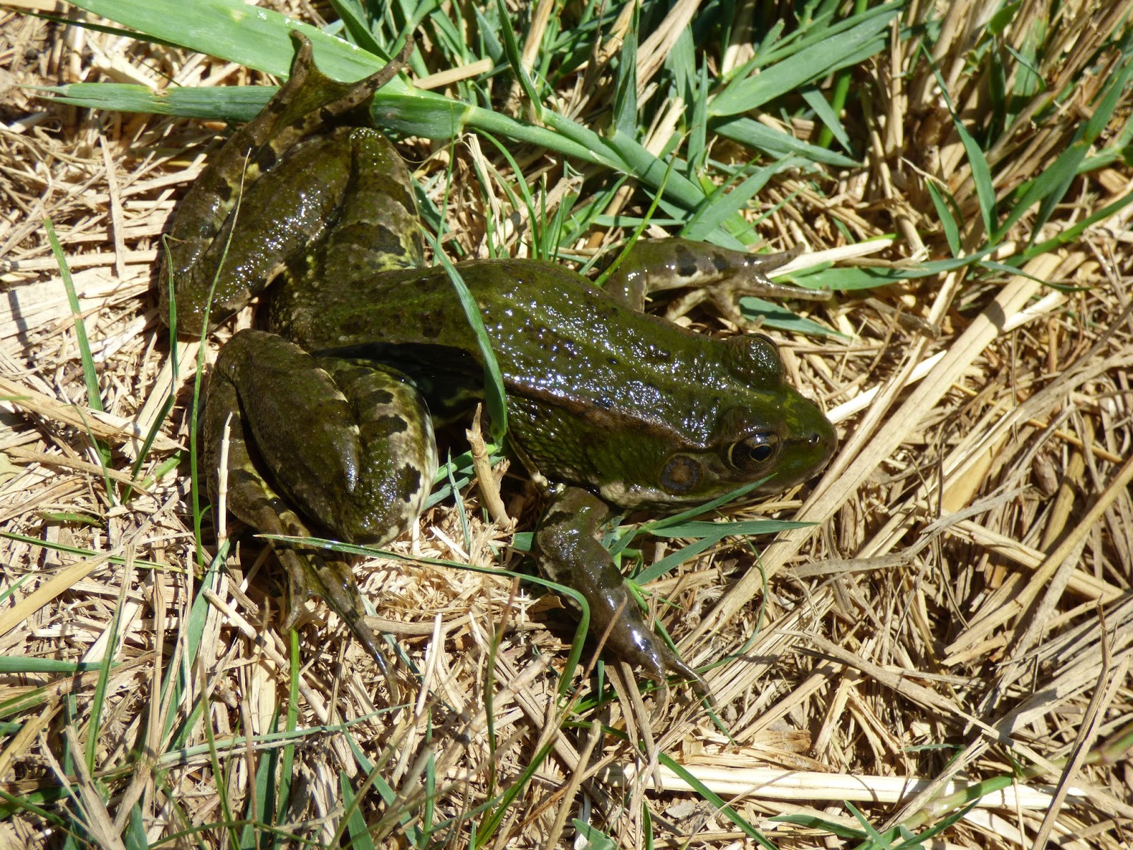 el naturalista fiel: La rana verde.