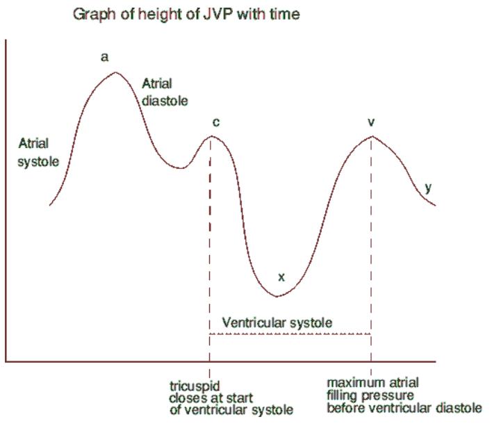 Jugular Venous Pressure Waveform | INA - ECG