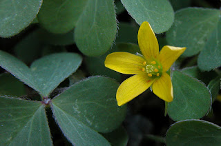 Salud y Medicina Herbaria: Plantas silvestres latinoamericanas ...