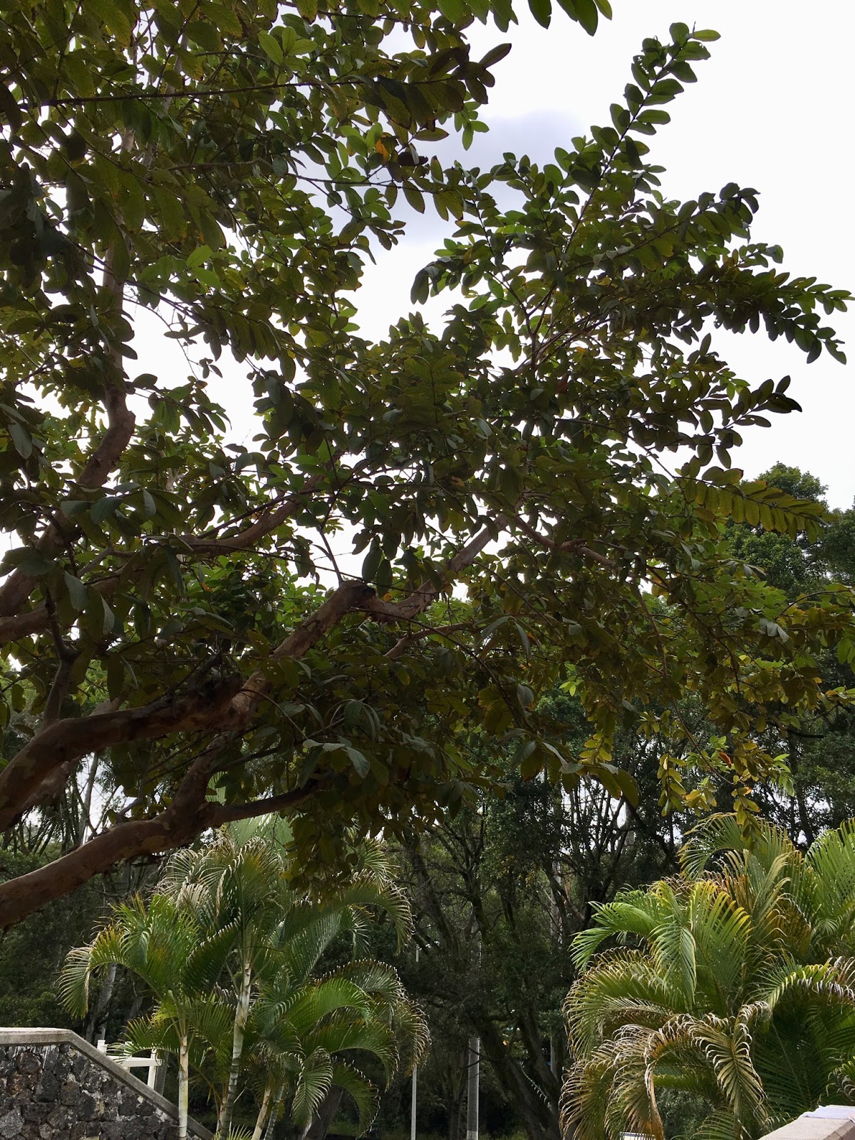 Letras y Manualidades de Azteca: Gran Melena
