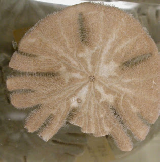 The Echinoblog: What are those Holes in Sand Dollars for? The Airplane ...