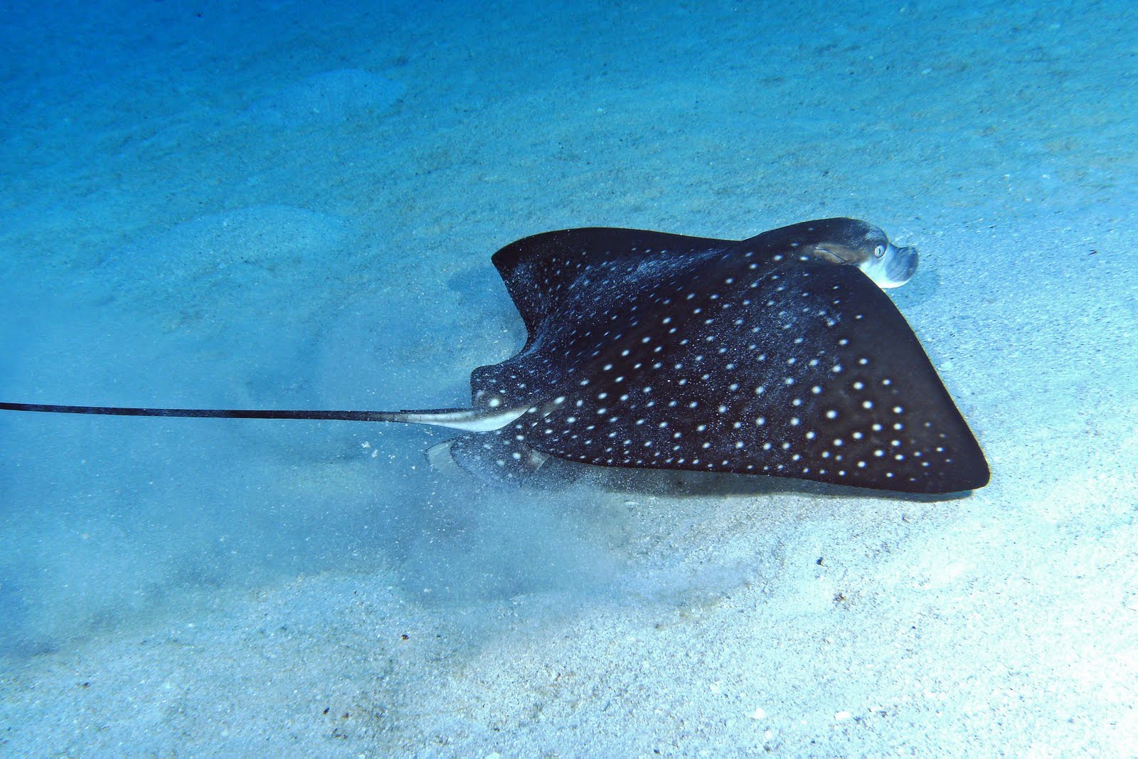 Diving the Kona Coast: Baby Eagle Ray at Honaunau