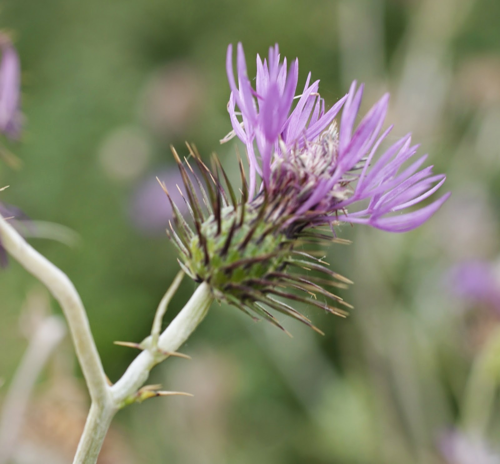 HORTA À PORTA: CARDUUS (CARDO)