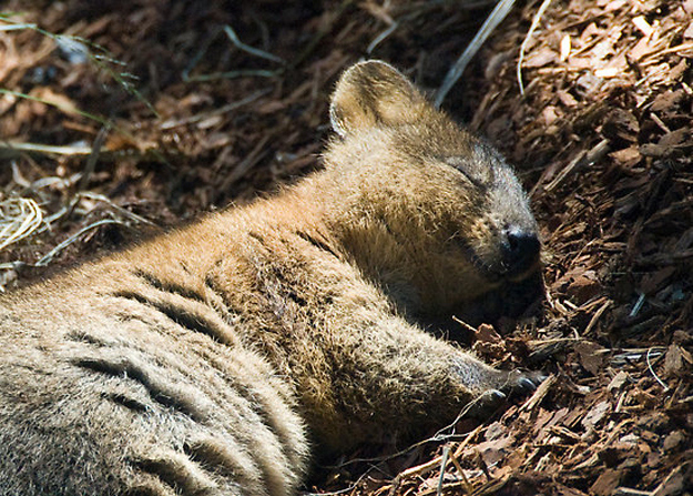 Fluffy Animals: The Quokka - The happiest animal in the world