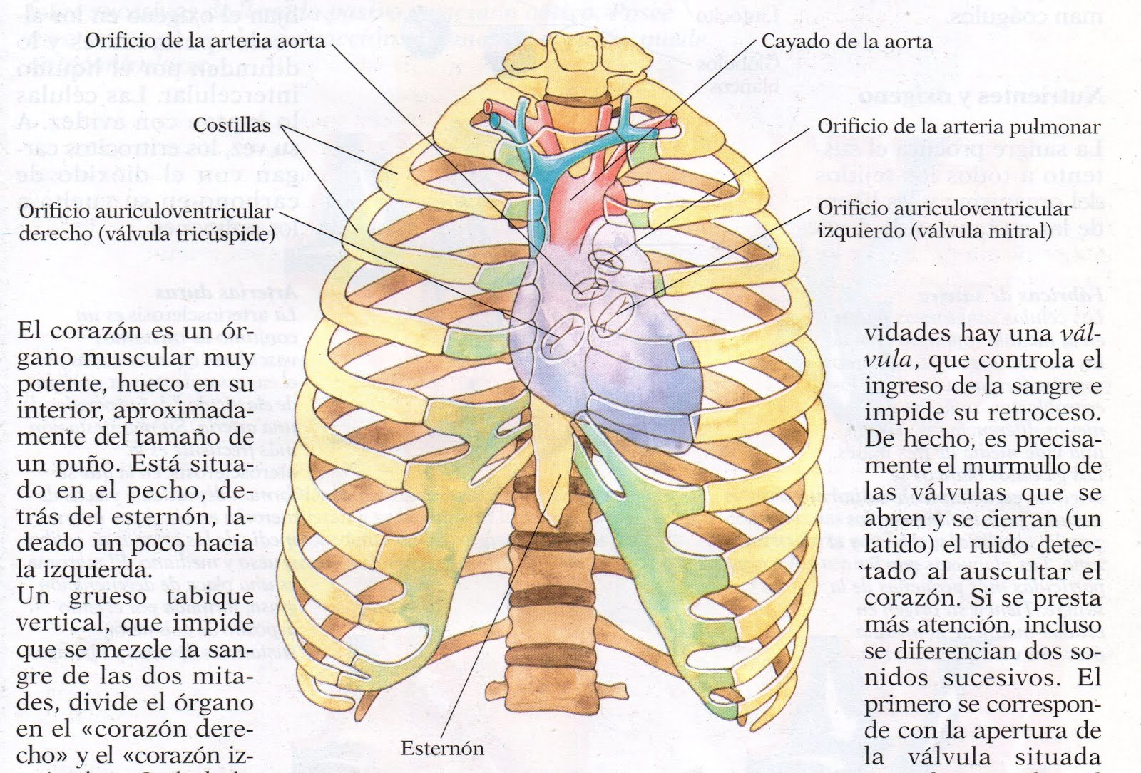 EL CORAZON - TU TAREA