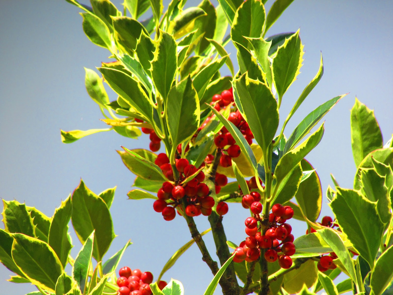 El Bosque y sus Secretos: Frutos y bayas del bosque