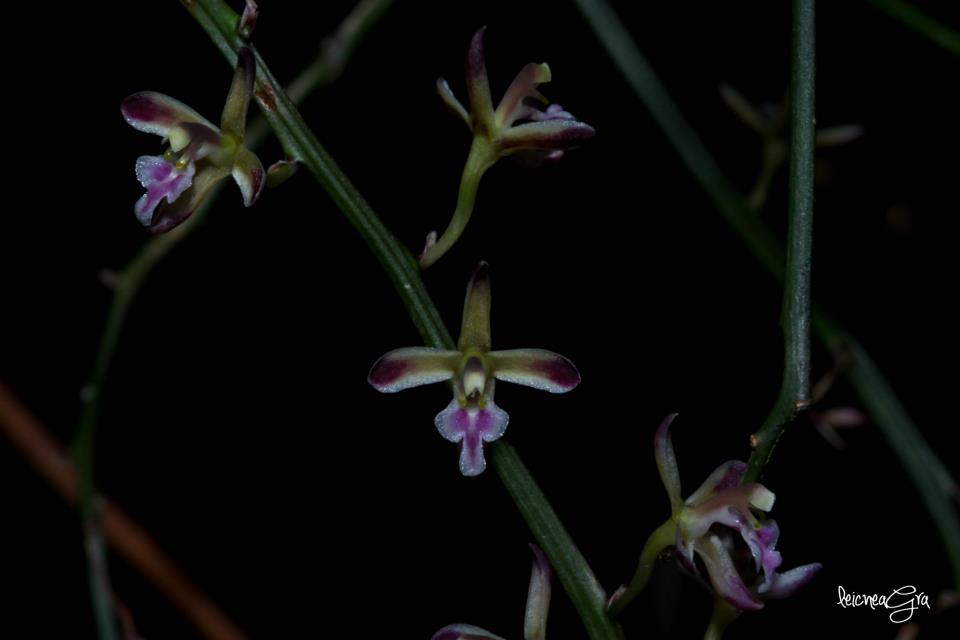 Wild orchids in sumatra: Acriopsis sumatrana Schltr., 1900