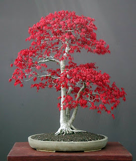 Bonsai Acer Palmatum Momiji Cuidados