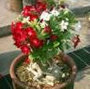 Cara Mudah Menyemai Bunga Adenium Atau Kamboja Jepang Dari Biji