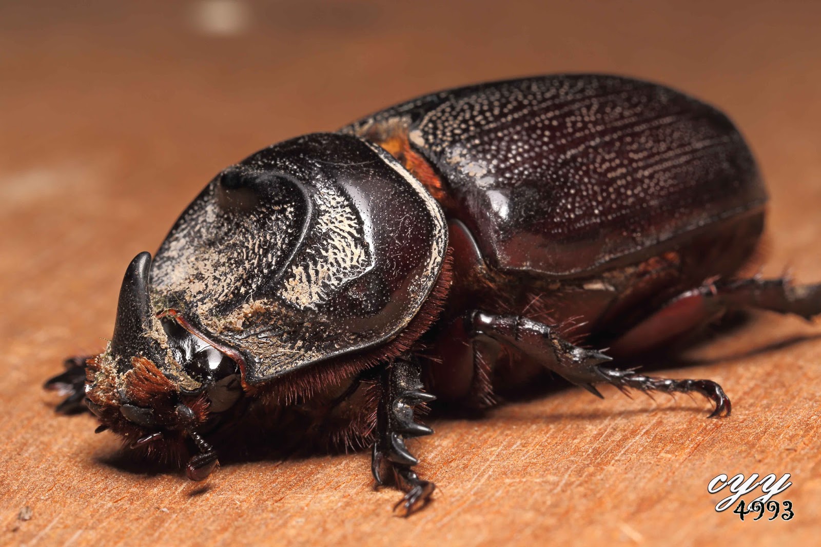 cyy4993: Coconut Rhinoceros Beetle [Scarabaeidae] Oryctes Rhinoceros ...