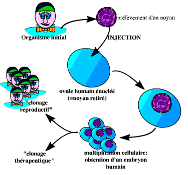 administrateur: Le clonage