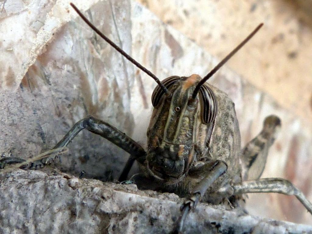 Taxonomía Arthropoda: Clase Insecta Orden Orthoptera