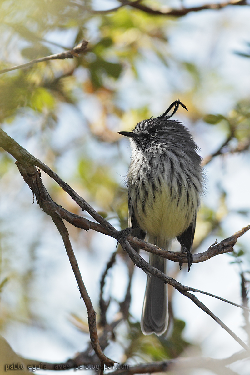 mis fotos de aves: Anairetes parulus Cachudito Pico Negro Tufted Tit-tyrant