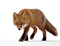 Tilki nedir? Kısaca özellikleri - Laf Sözlük