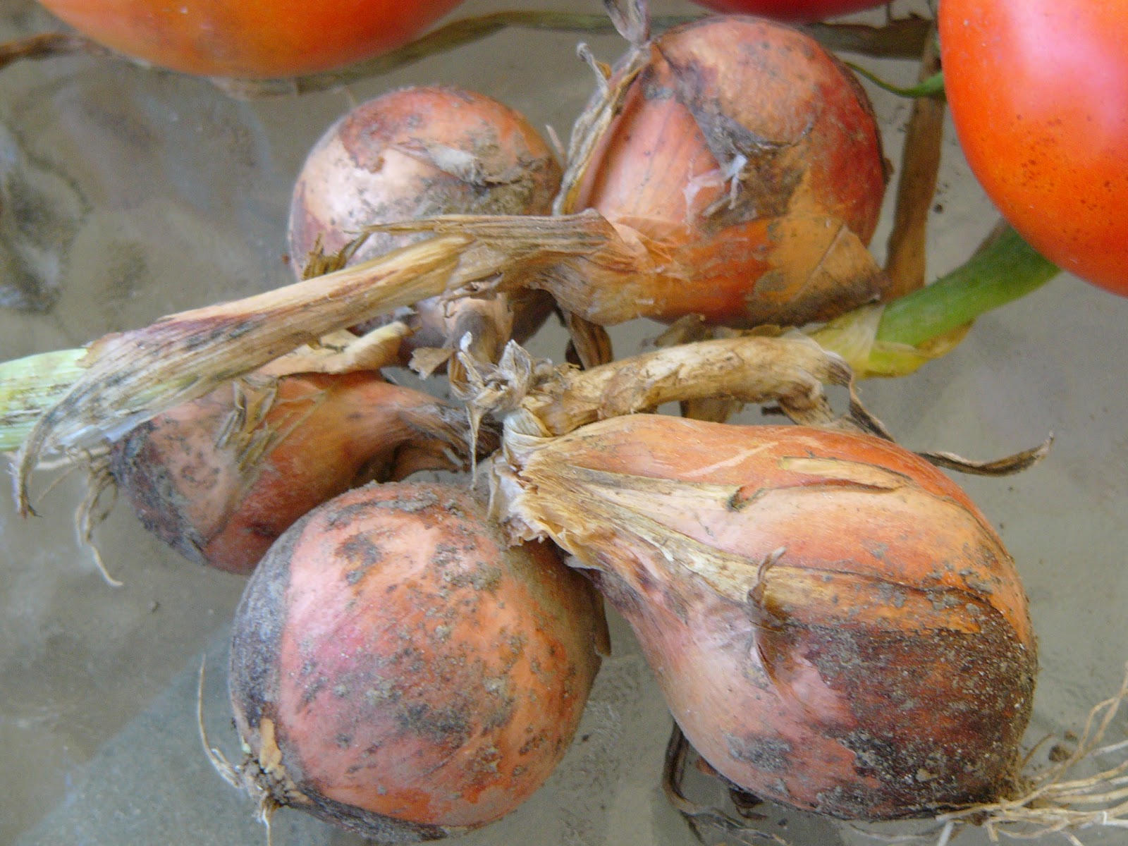Big Rigs 'n Lil' Cookies: Hoarders - Vegetable Hoarders, that is!