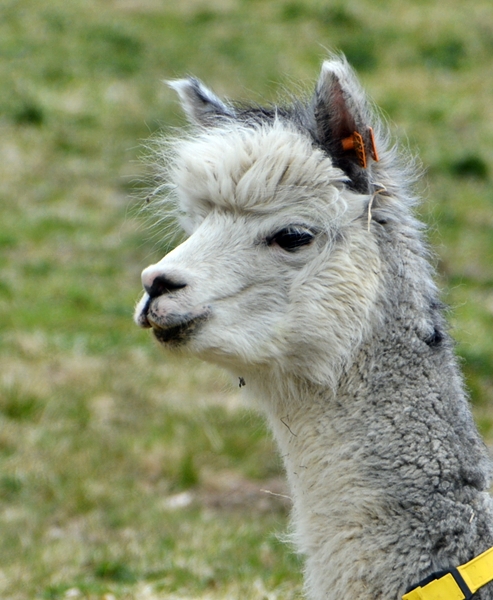 Sognafaret: Alpakka på Bromma