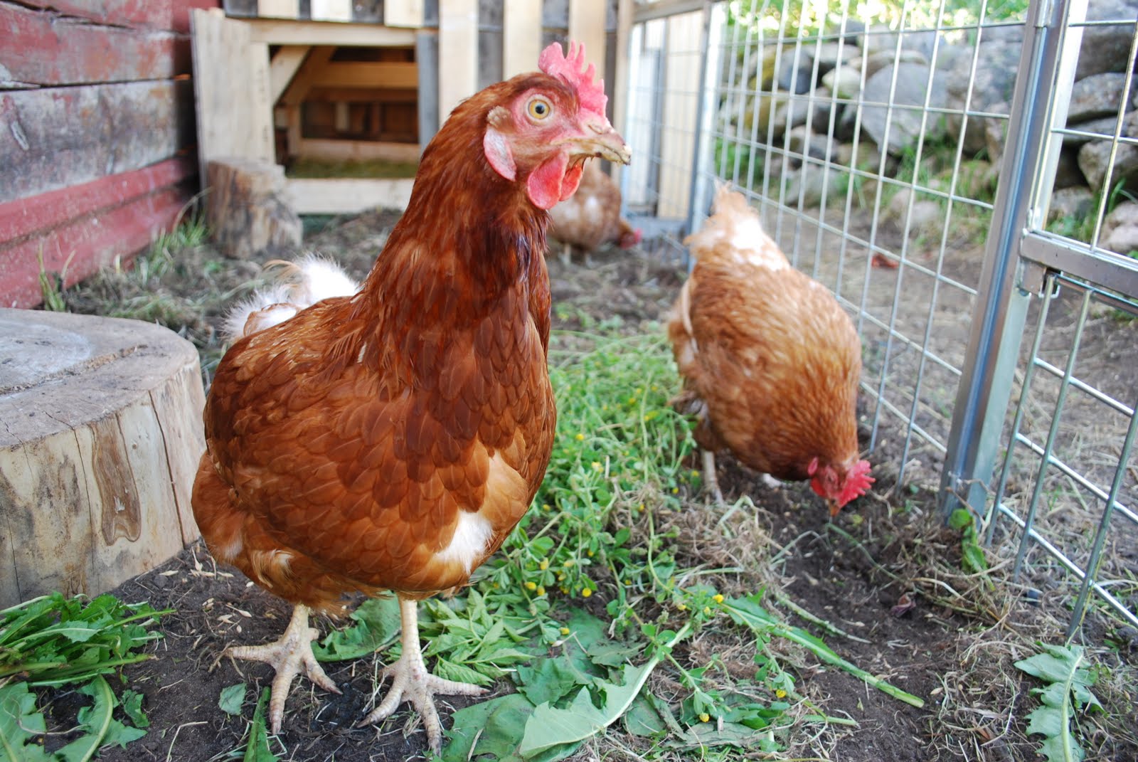 Ulliga, gulliga, färgglada: Hej, det är vi som är hönsen!