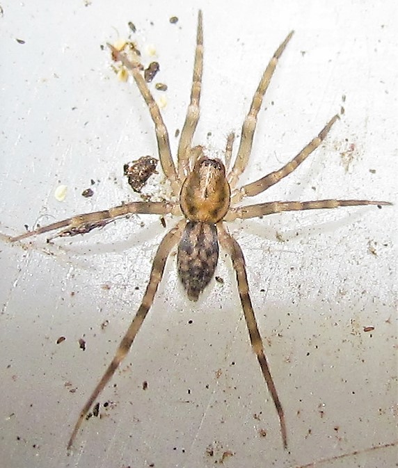 arañas de Galicia(spiders of Galicia): Familias G-L