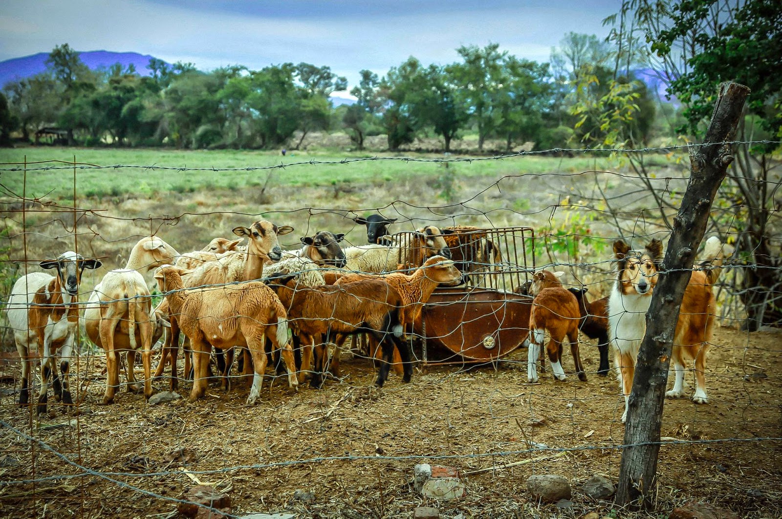 Jaime Ramos Méndez: Paisaje rural en las inmediaciones de Ario de Rayón ...