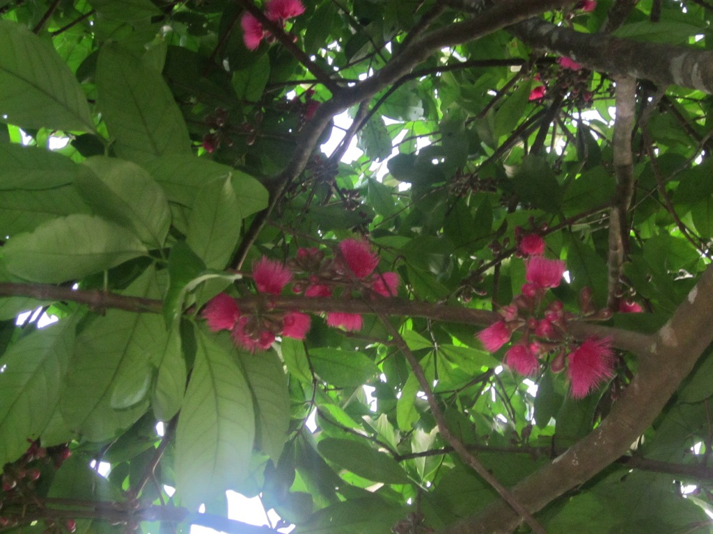 NATURE'S BEAUTY: Water Apple (Champakka)