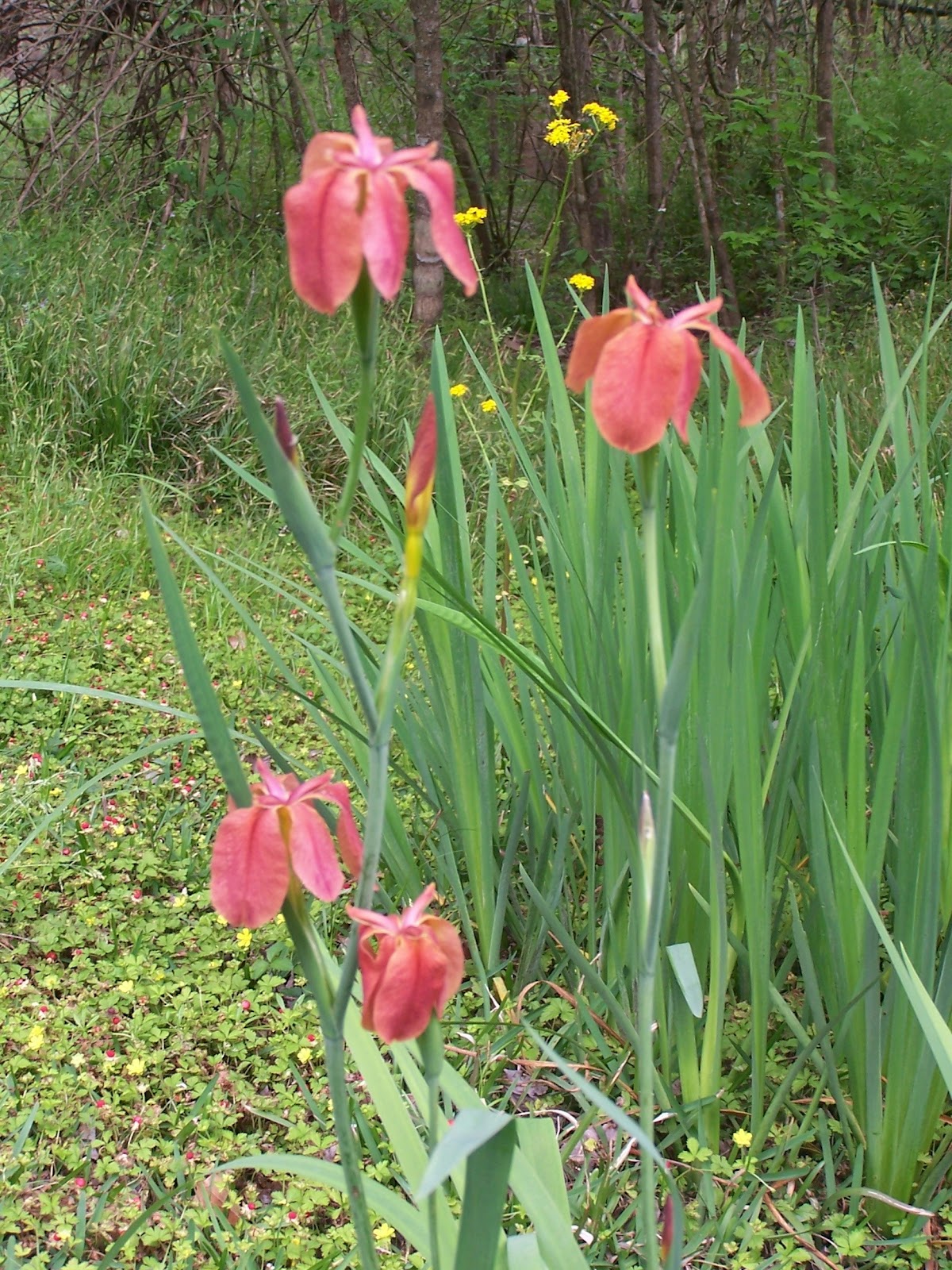 The Nature Dude: louisiana hummer plants
