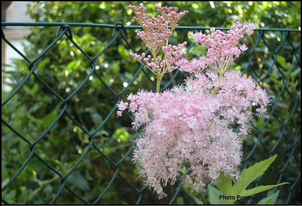 Un giardino di perenni in Ticino: La venusta magnifica.