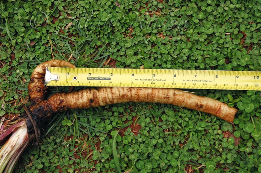 Ethnobotanical Pursuits: Burdock