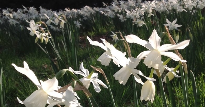 John Grimshaw's Garden Diary: Plant of the Year 2017: Narcissus 'Thalia'