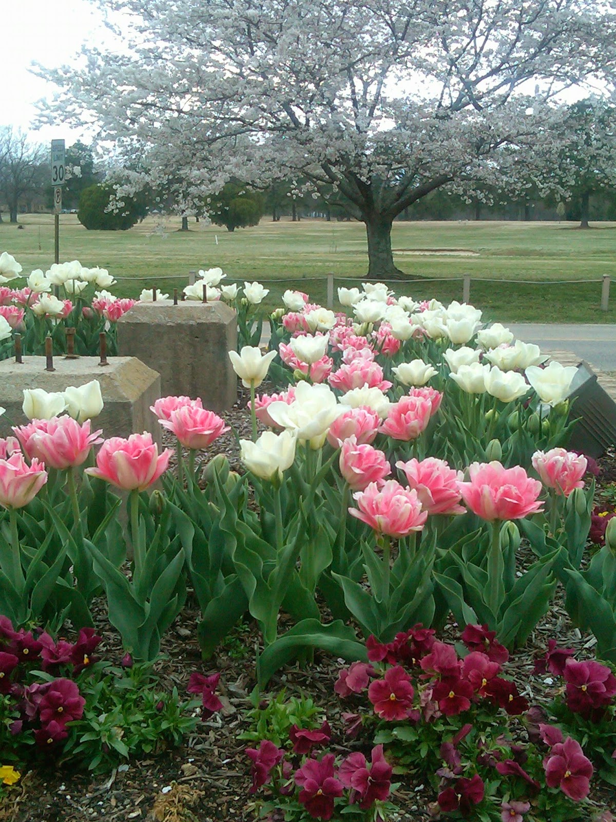 Memphis Trees: Spring returning