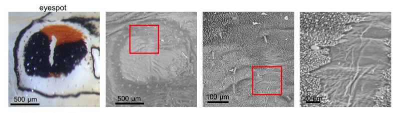 What makes an eyespot? Cuticular proteins of course! | Caterpillar Eyespots
