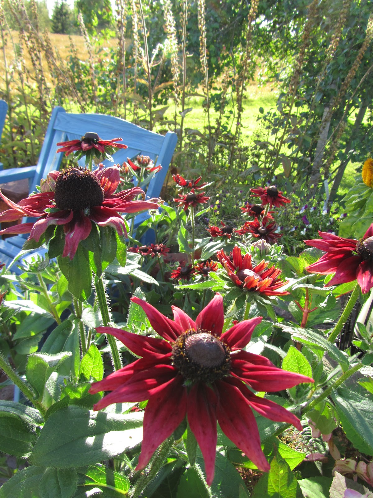 Hannala: Cherry Brandy & Teddy Bear