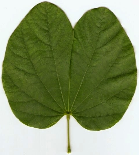 Tangkai Daun (Petiolus) ~ MUNAWI INSIDE