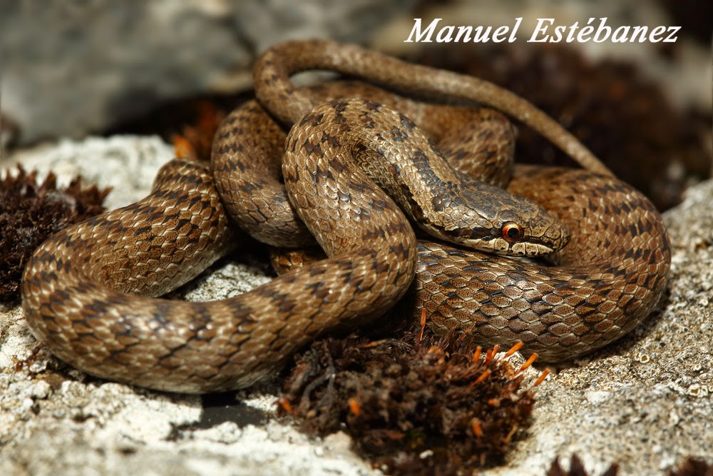 Miradas Cantábricas: Culebra lisa europea (Coronella austriaca) II