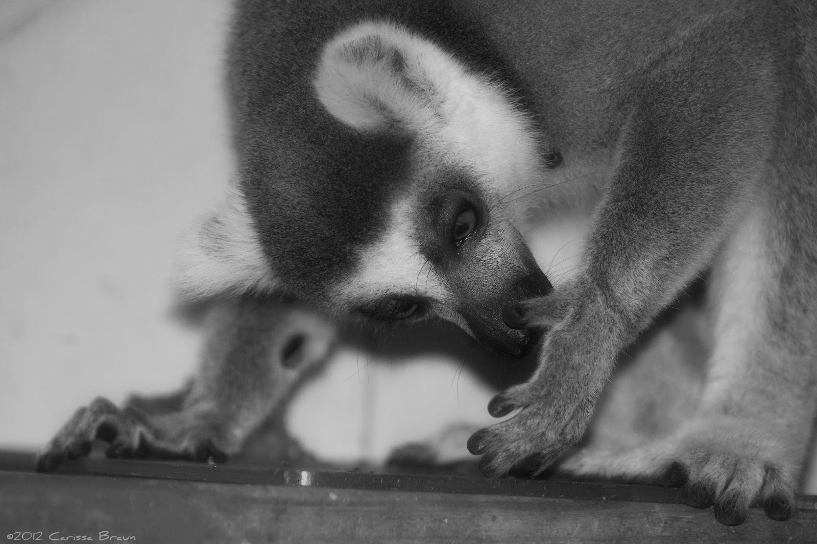 Nature Photography and Facts : Primate Hand Dominance