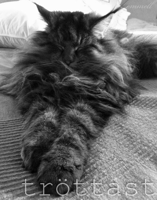 Färgtrappan: Cool katt