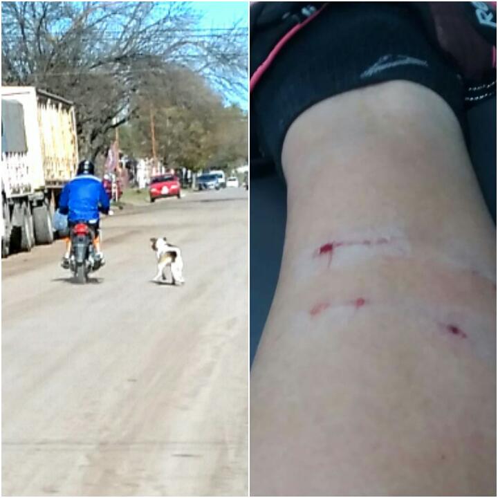 Mordida De Perro Graciosa