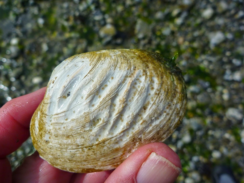 Buzz's Marine Life of Puget Sound: GROOVED CLAM SHELL MYSTERY