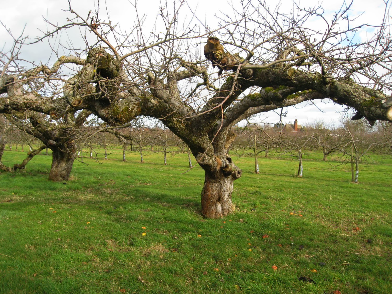 The Orchard Tea Room & Farm Shop: Sponsor a Bramley Apple Tree 2017